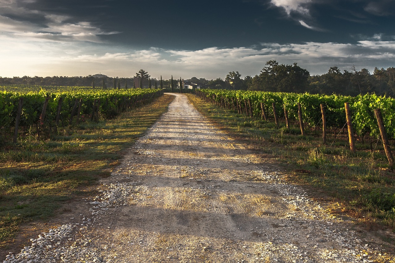 Le Château Rayas, producteur de vins d’exception - Radio plus.